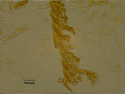 CoC-VIRUSES AND BACTERIA: Part 1 Bacteria: