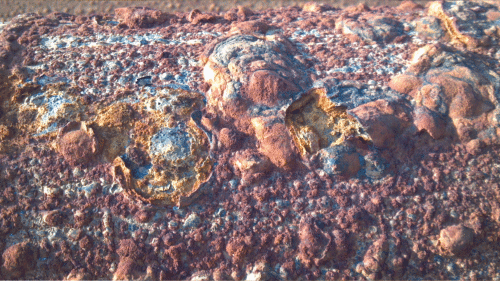 CoC-VIRUSES AND BACTERIA: Part 1 Bacteria: